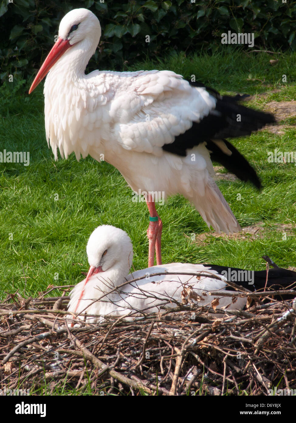Cicogna baby immagini e fotografie stock ad alta risoluzione - Alamy