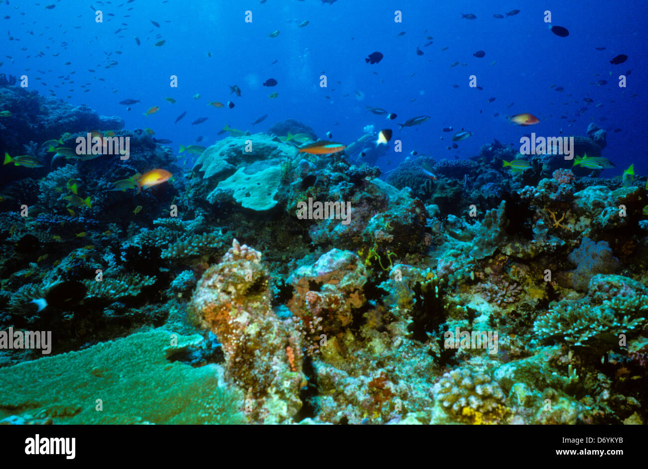 Blue Coral Seas,la fotografia subacquea,Maldive Ott 1989 subacquea ...