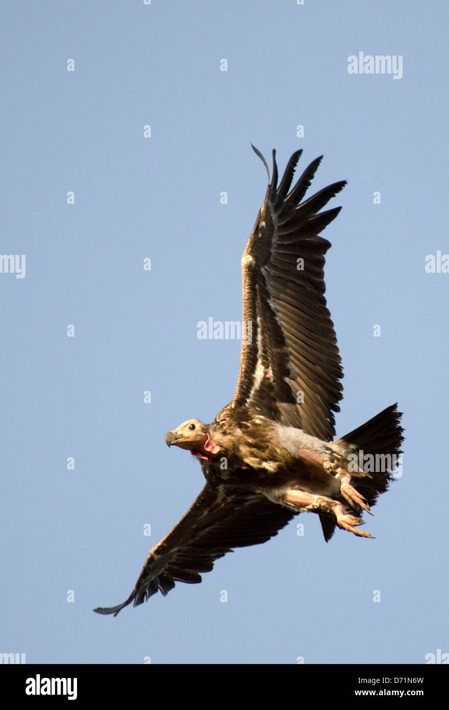 Sarcogyps calvus immagini e fotografie stock ad alta risoluzione - Alamy
