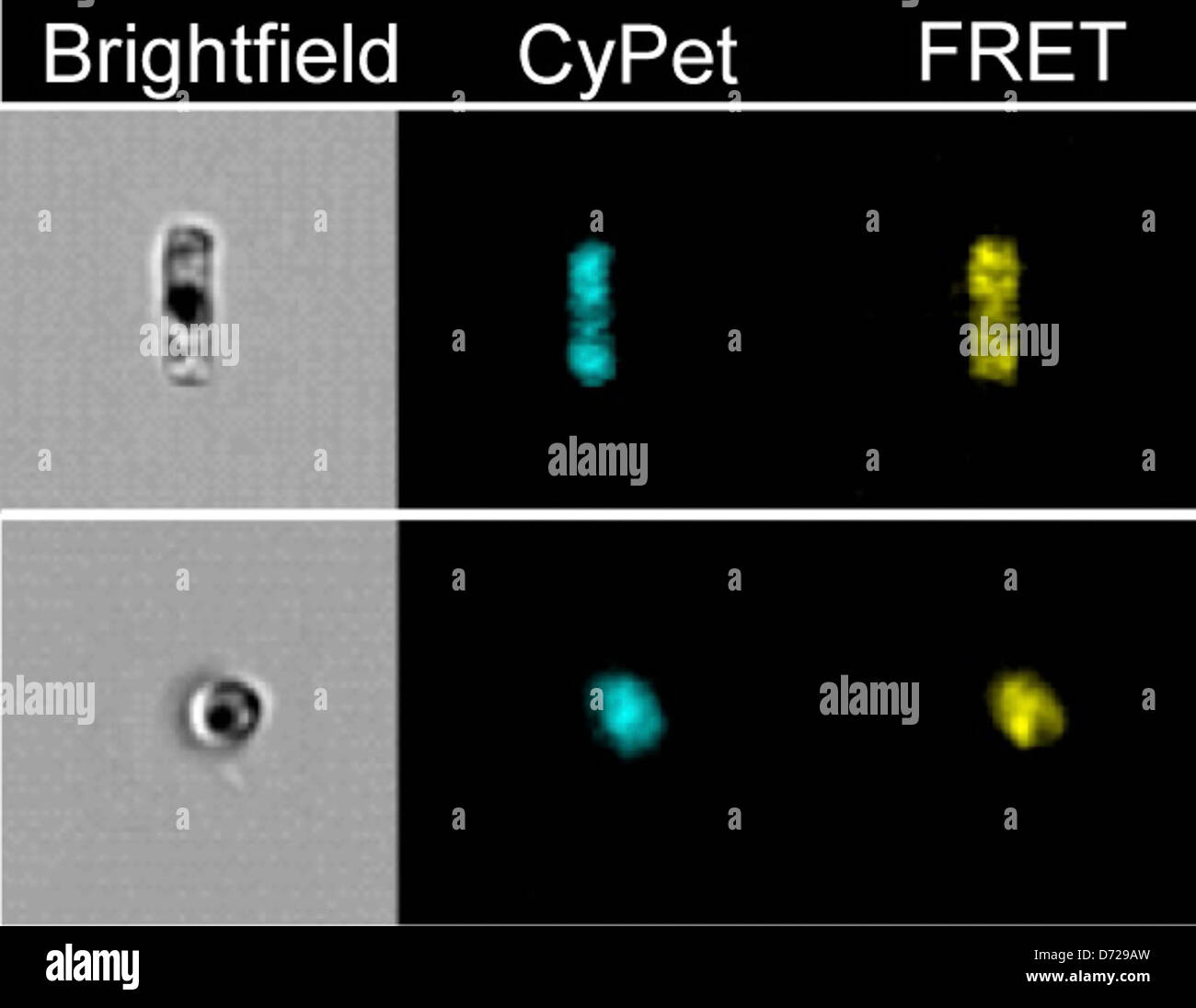 Alga di diatomee immagini e fotografie stock ad alta risoluzione - Alamy
