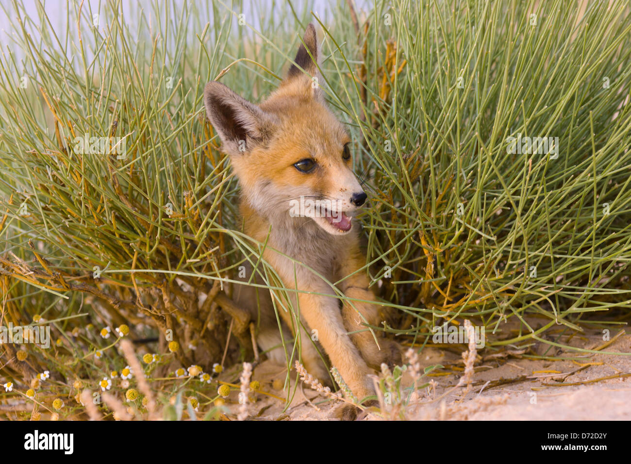 Fennec volpe (Vulpes vulpes zerda) nel deserto del Sahara, Tunisia Foto ...