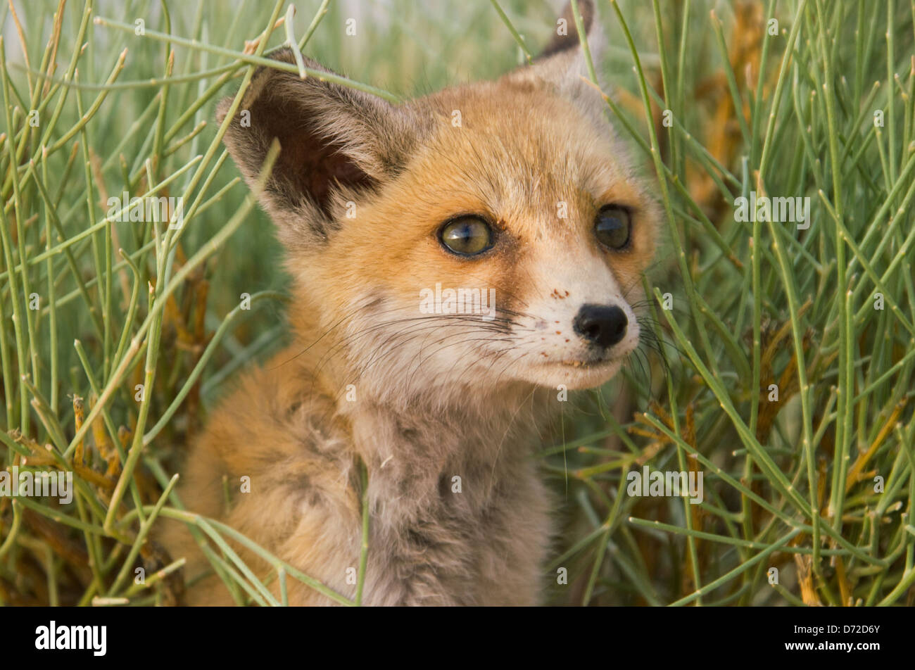 Fennec volpe (Vulpes vulpes zerda) nel deserto del Sahara, Tunisia Foto ...