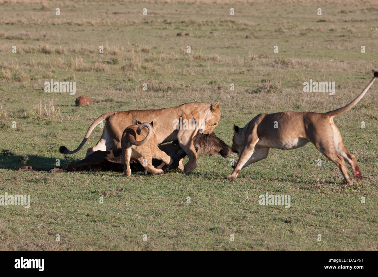 Leoni che cacciano le prede immagini e fotografie stock ad alta risoluzione - Alamy