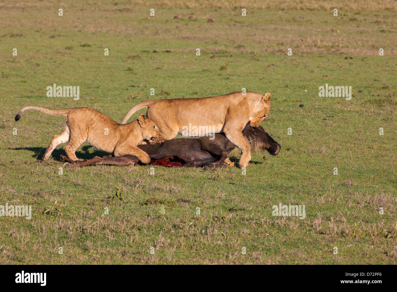 Leoni che cacciano le prede immagini e fotografie stock ad alta risoluzione - Alamy