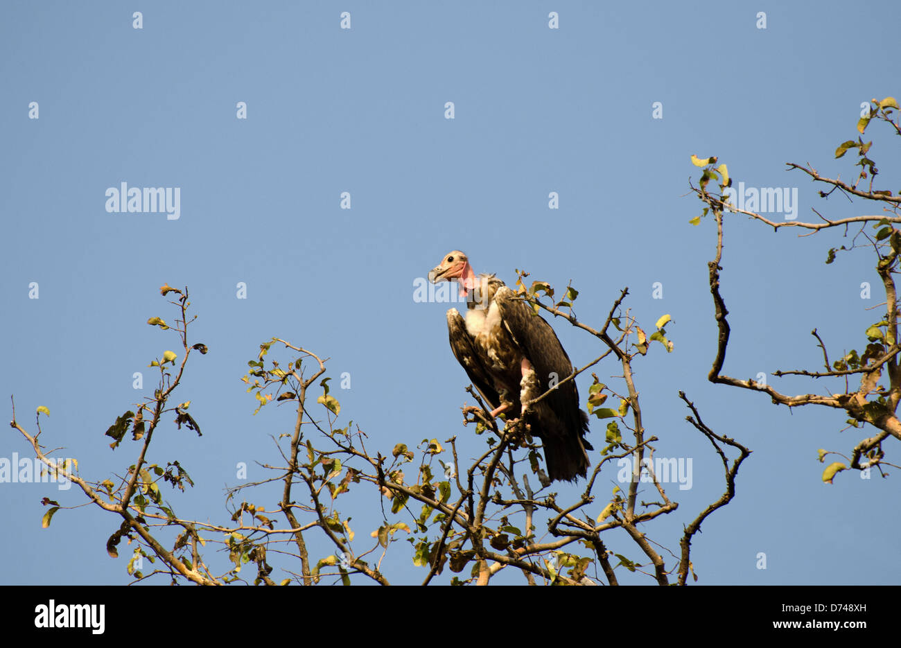 Sarcogyps calvus immagini e fotografie stock ad alta risoluzione - Alamy