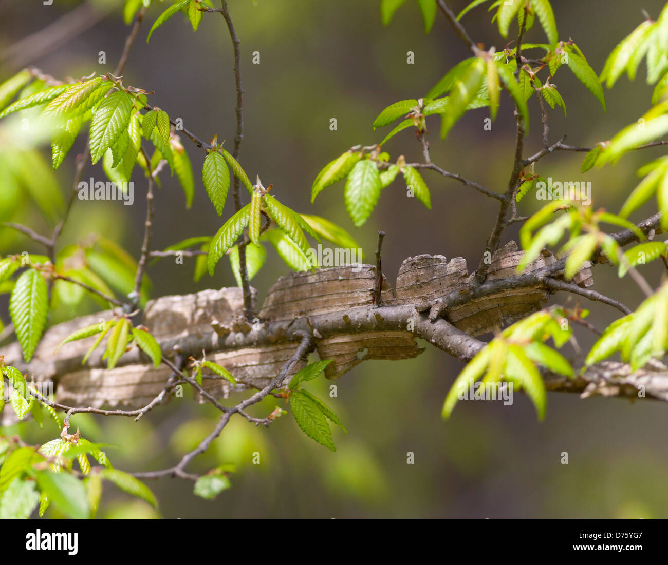 Ulmus alata immagini e fotografie stock ad alta risoluzione - Alamy