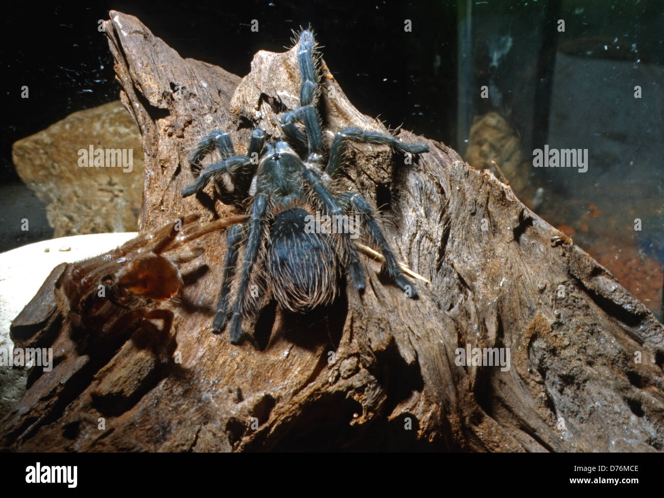 Tarantola rosa cilena grammostola spatulata immagini e fotografie stock ...