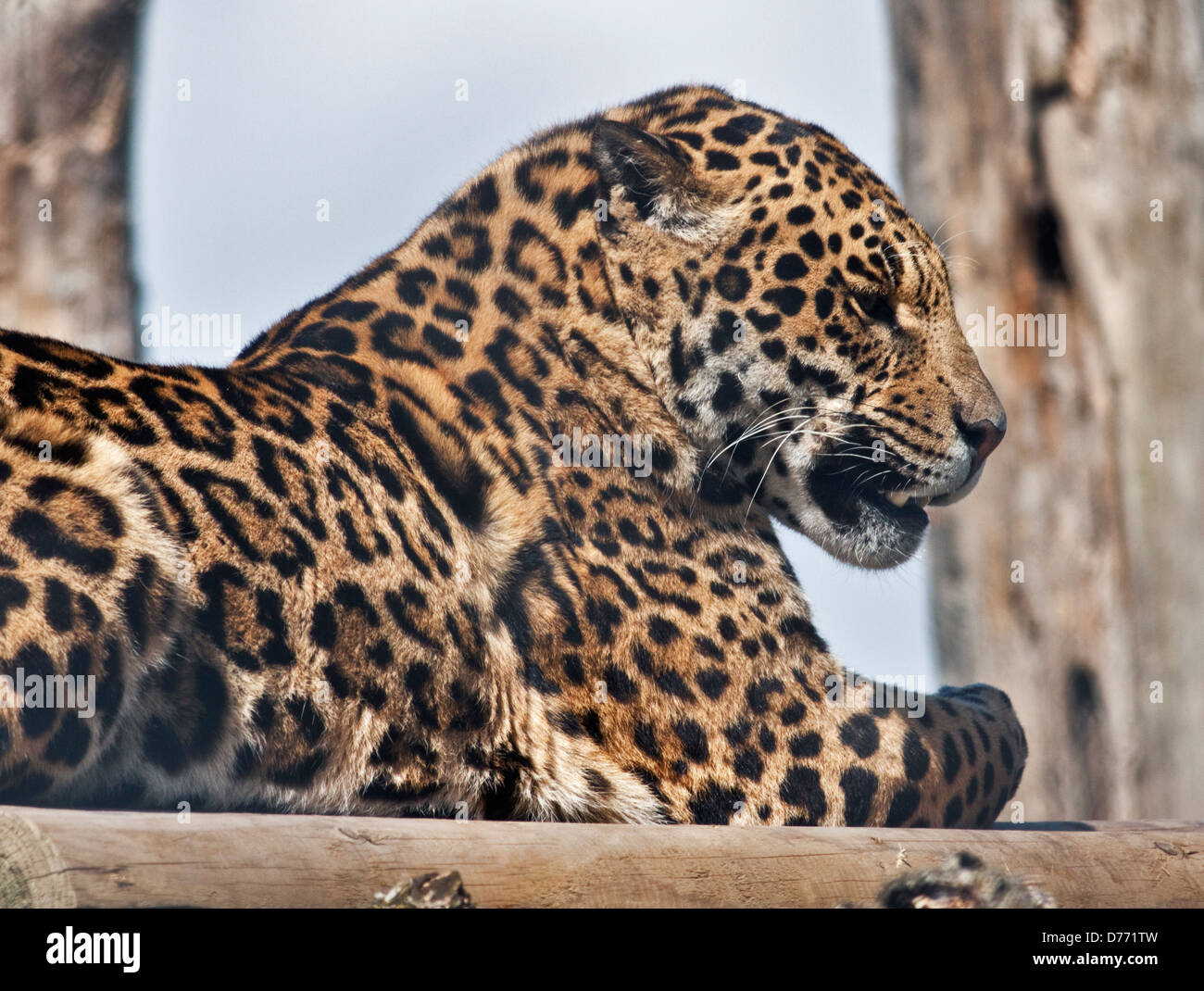 Jaguars panthera onca immagini e fotografie stock ad alta risoluzione ...
