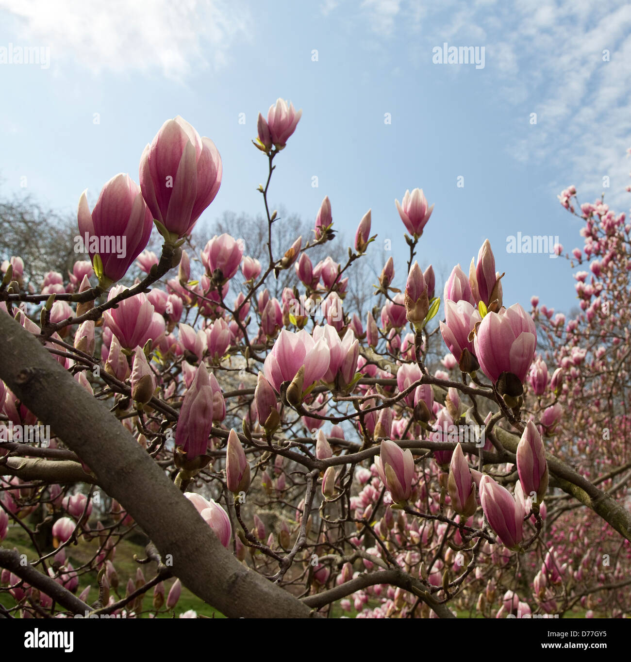 Magnolia fiori immagini e fotografie stock ad alta risoluzione - Alamy