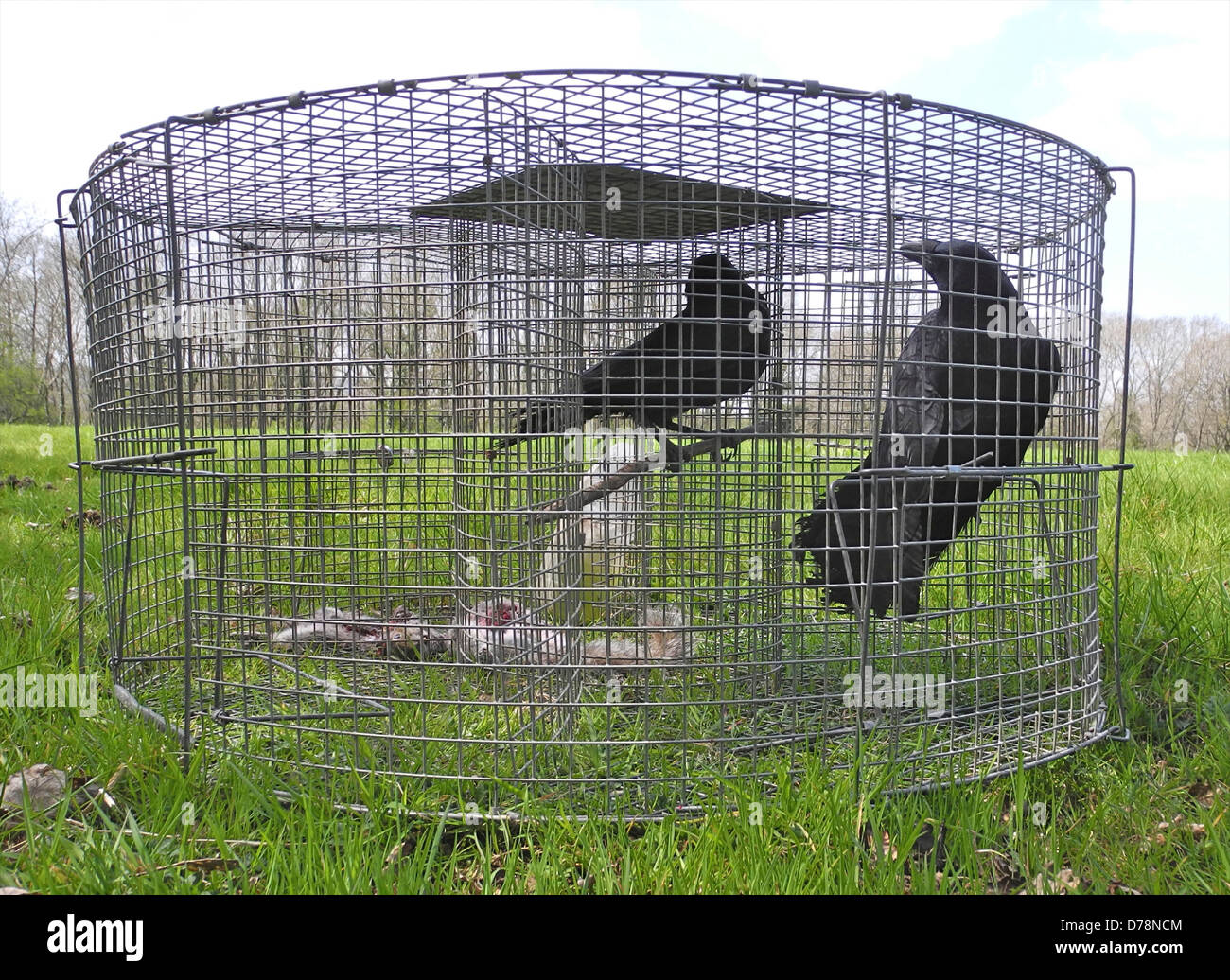 Larsen trap immagini e fotografie stock ad alta risoluzione - Alamy