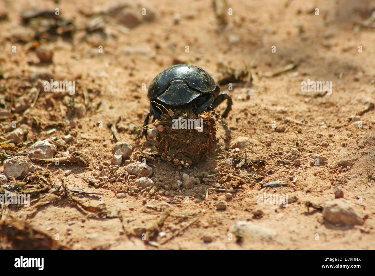 Scarabaeus sacer immagini e fotografie stock ad alta risoluzione - Alamy
