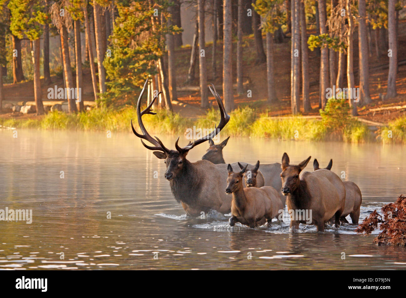 Cervo canadensis canadensis immagini e fotografie stock ad alta ...