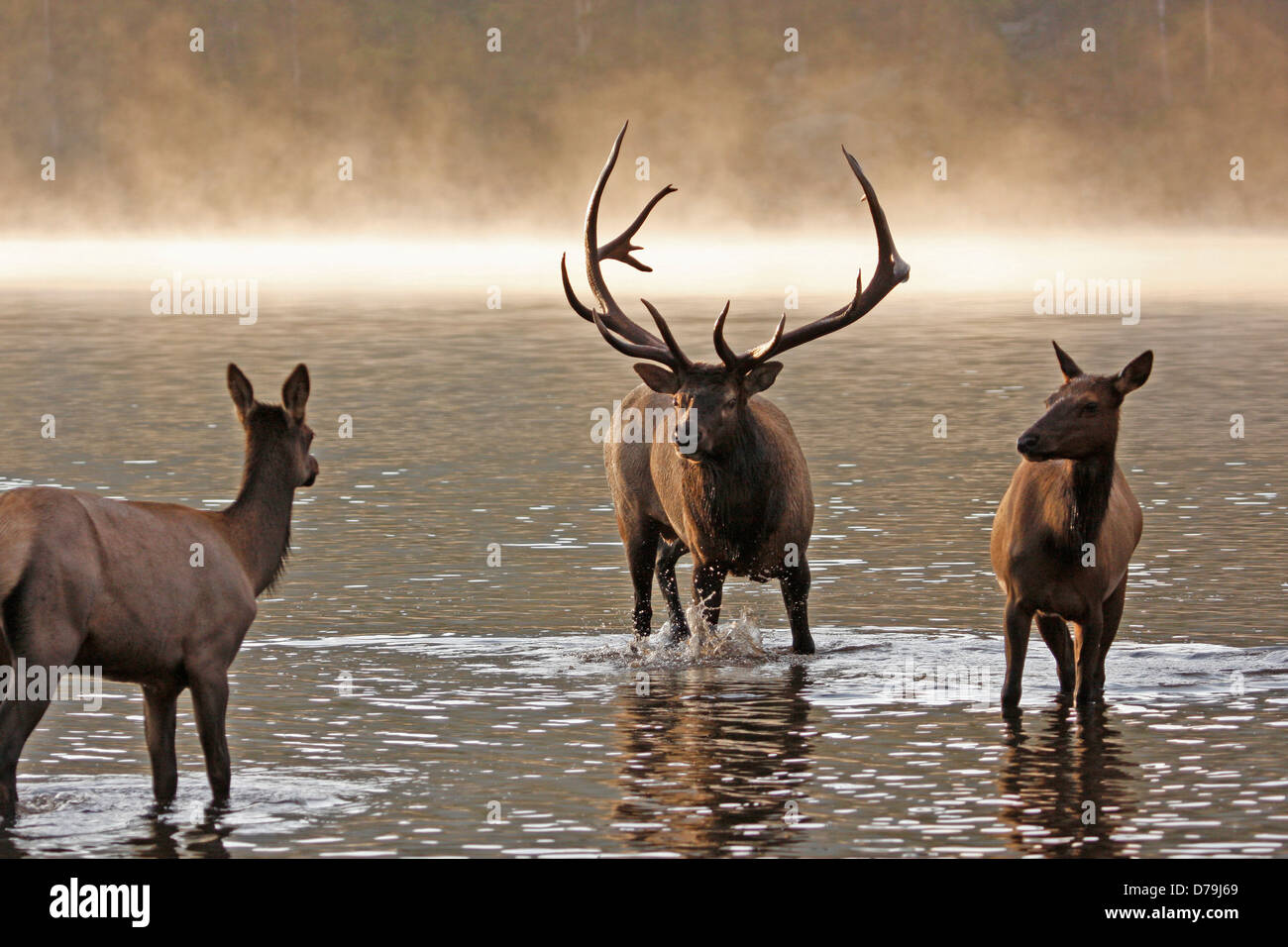 Cervo canadensis canadensis immagini e fotografie stock ad alta ...
