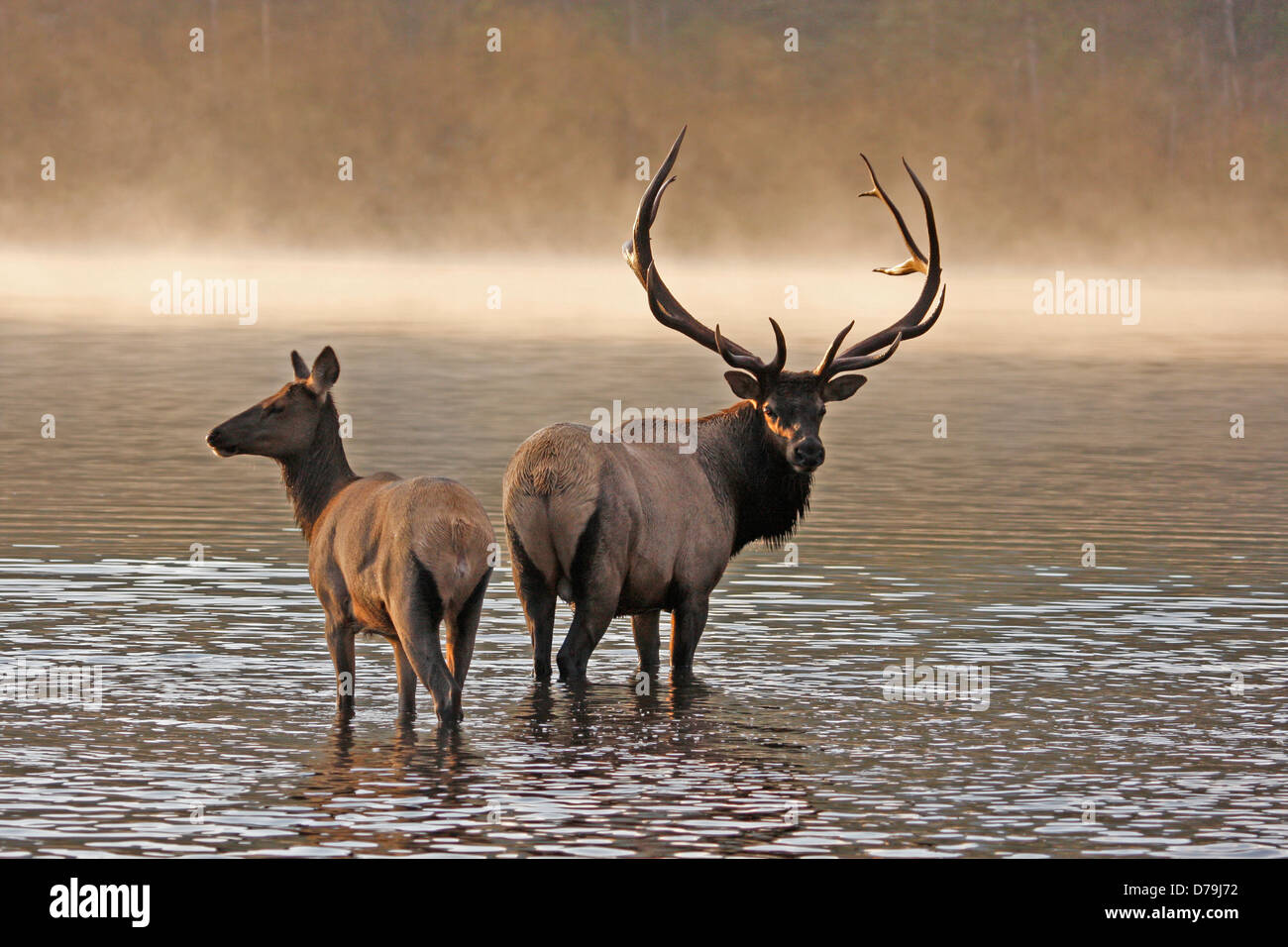 Cervo canadensis canadensis immagini e fotografie stock ad alta ...