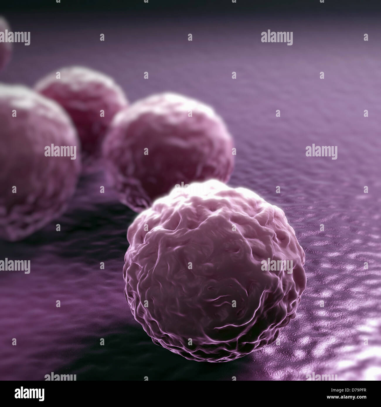 Chlamydia bacteria immagini e fotografie stock ad alta risoluzione - Alamy