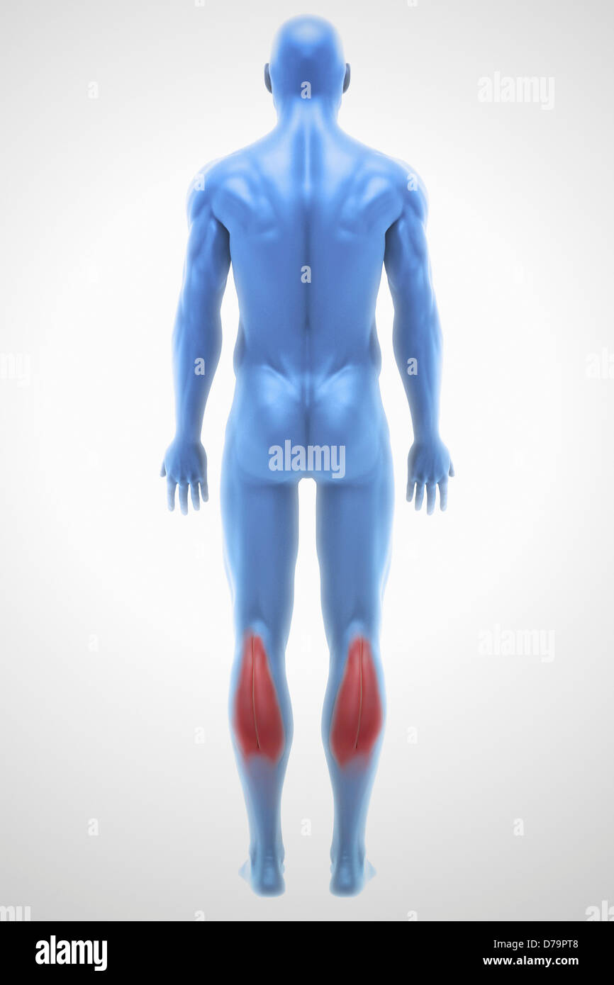 Anatomia polpaccio muscolo immagini e fotografie stock ad alta ...