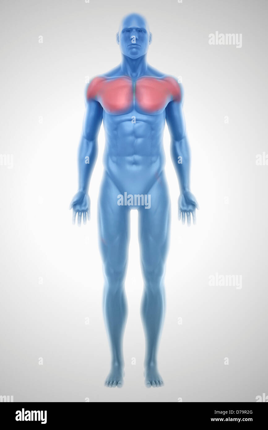 Pectoral muscles immagini e fotografie stock ad alta risoluzione - Alamy