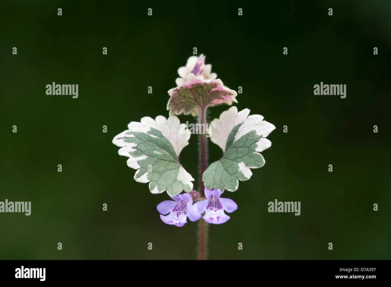 Nepeta glechoma variegata immagini e fotografie stock ad alta ...