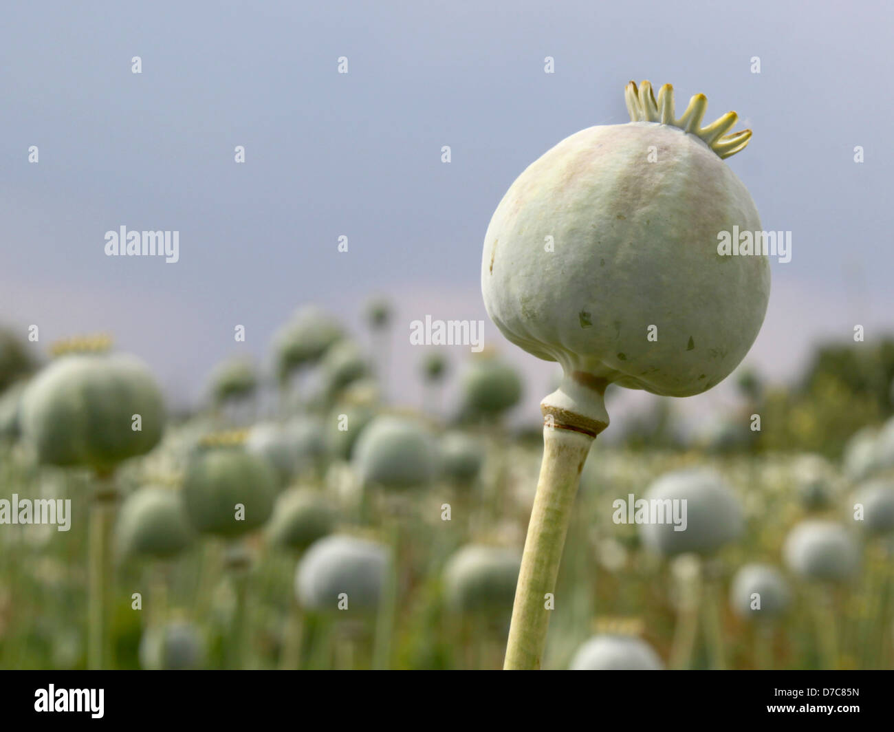 Oppio farmaceutico immagini e fotografie stock ad alta risoluzione - Alamy