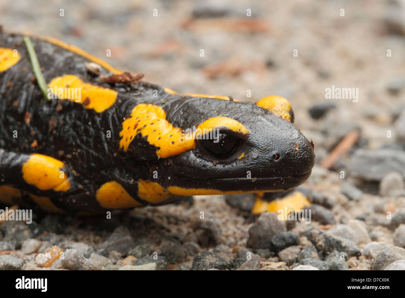 Occhi di salamandra immagini e fotografie stock ad alta risoluzione - Alamy