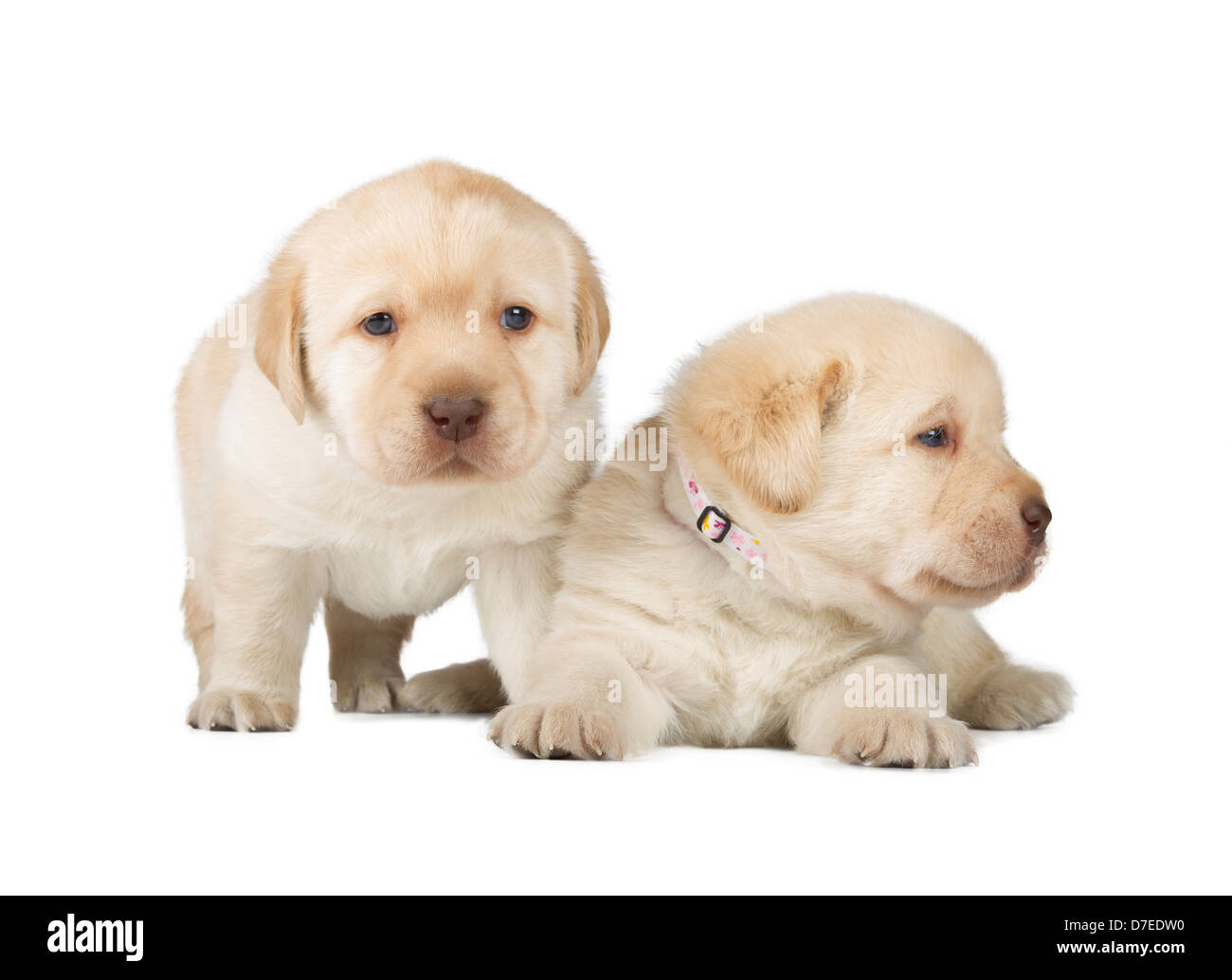 Cuccioli con gli occhi azzurri immagini e fotografie stock ad alta ...