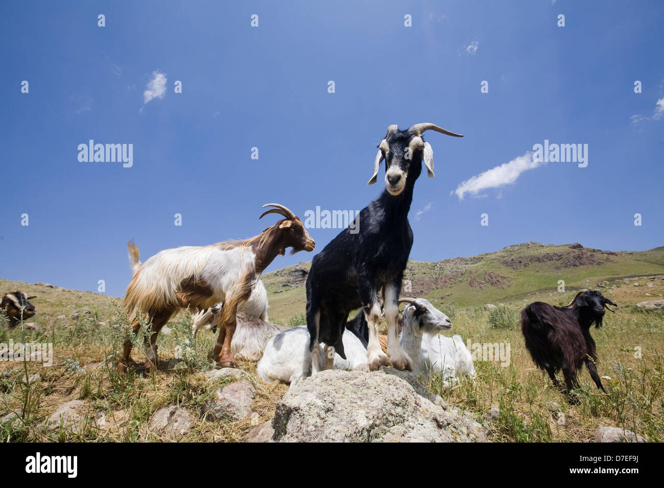 Capra marrone e nera immagini e fotografie stock ad alta risoluzione ...