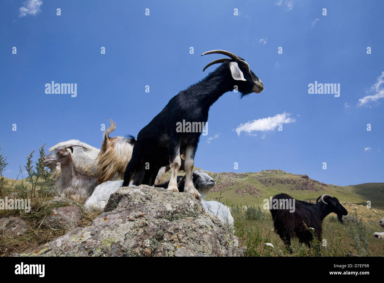 Capra e cielo blu immagini e fotografie stock ad alta risoluzione - Alamy
