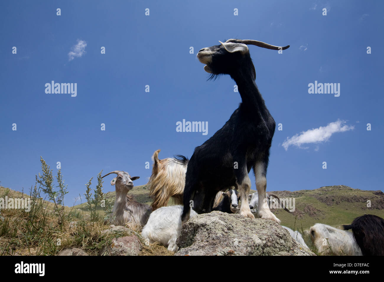 Capra nera immagini e fotografie stock ad alta risoluzione - Alamy