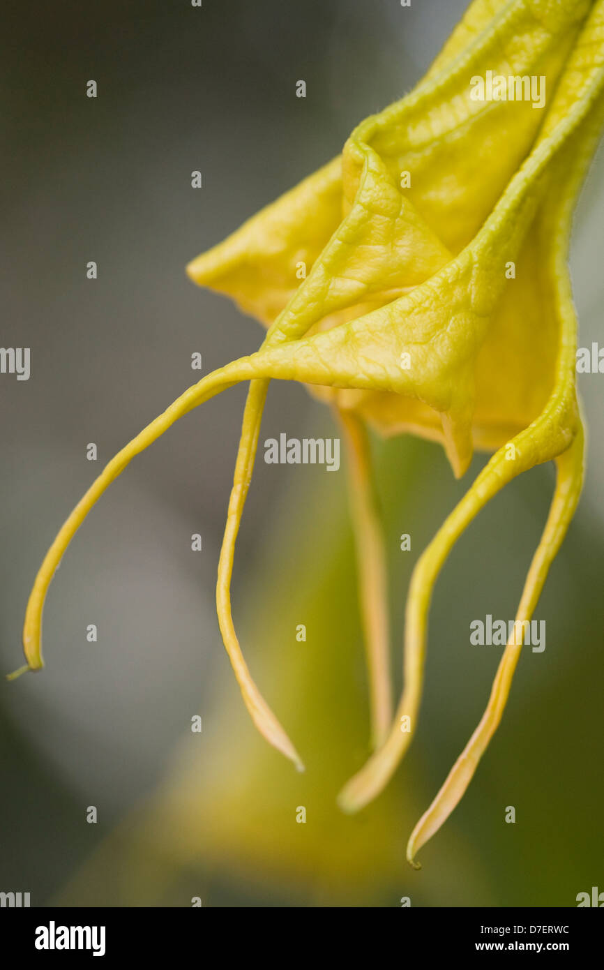 Brugmansia x candida immagini e fotografie stock ad alta risoluzione ...