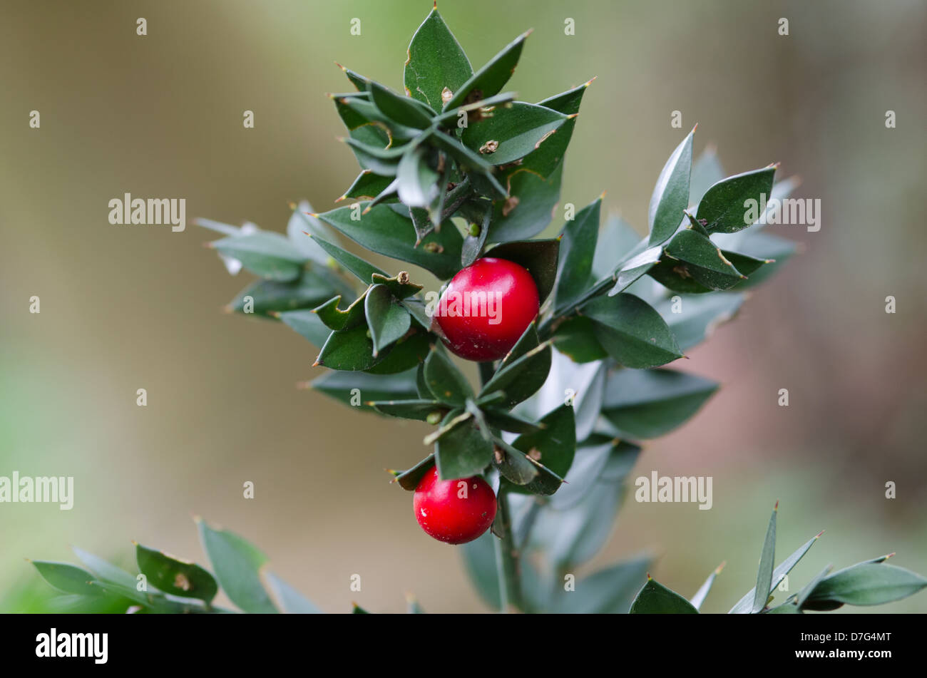 Ruscus aculeatus - pungitopo Foto stock - Alamy