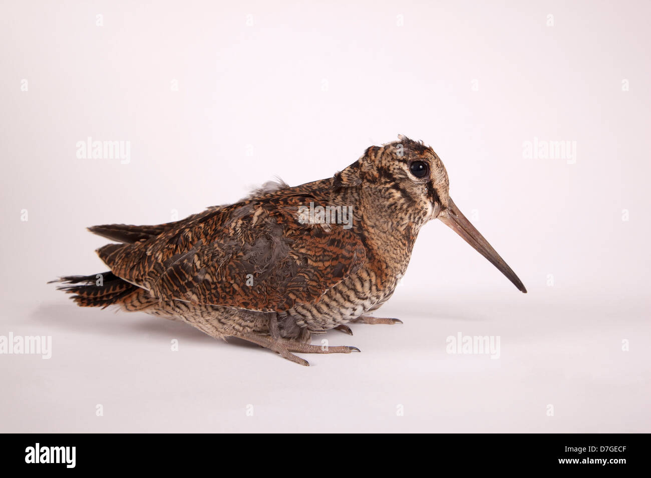 Beccaccia euroasiatica immagini e fotografie stock ad alta risoluzione ...