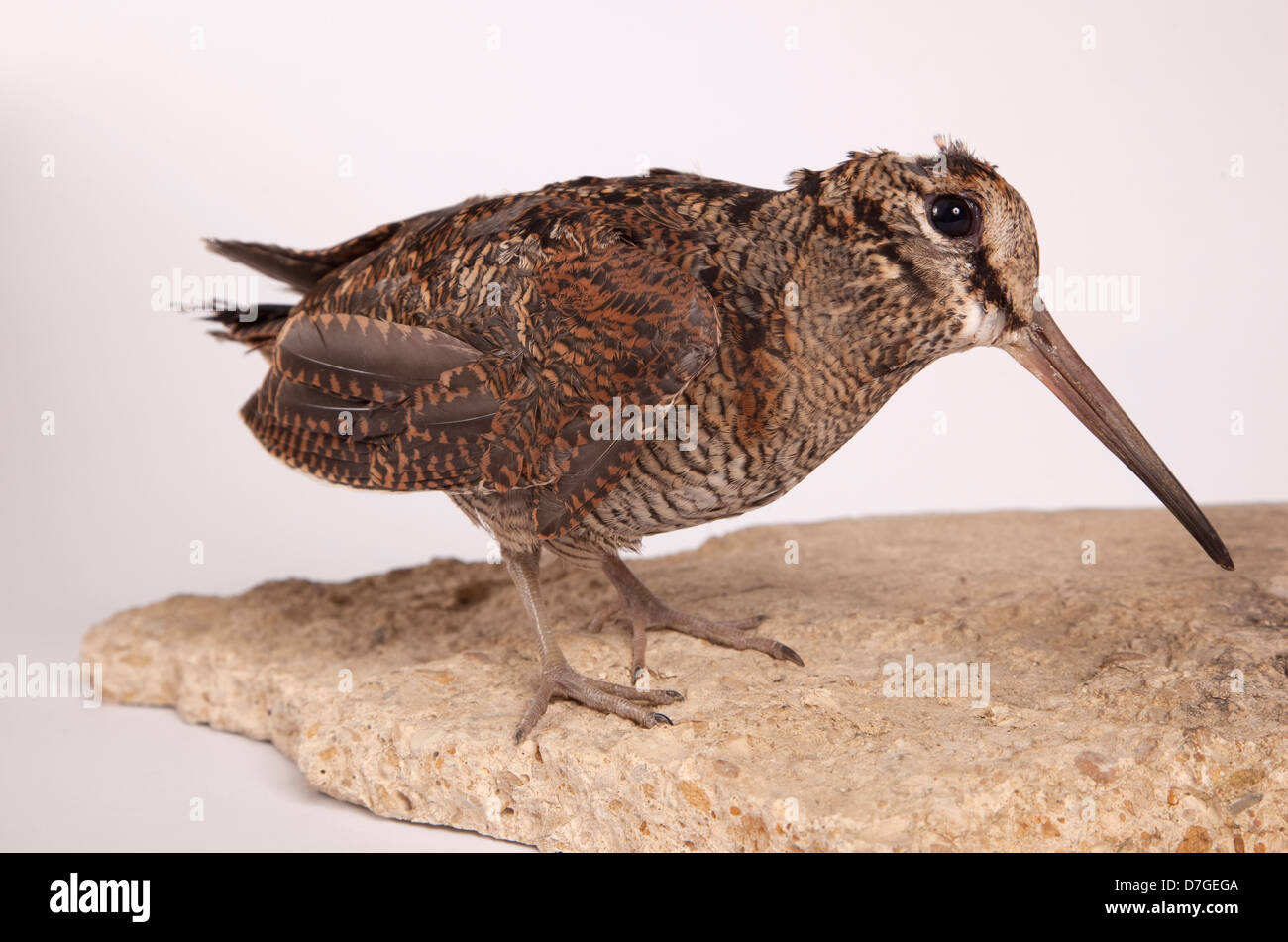 Beccaccia euroasiatica immagini e fotografie stock ad alta risoluzione ...