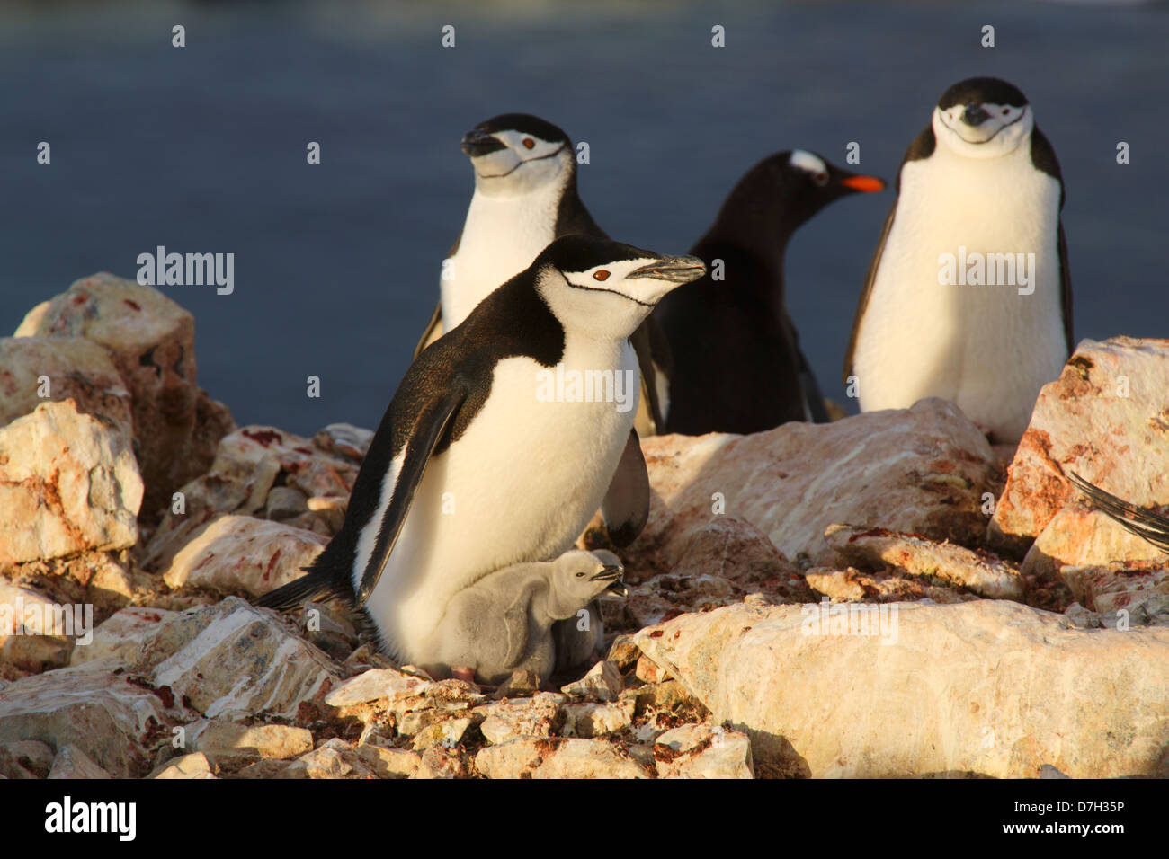 Pinguini dal sottogola che si prendono cura dei pulcini immagini e ...
