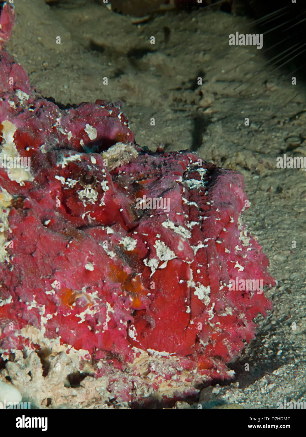 Pesce pietra del mar rosso immagini e fotografie stock ad alta ...