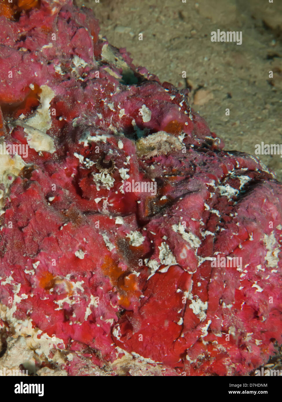Pesce pietra del mar rosso immagini e fotografie stock ad alta ...