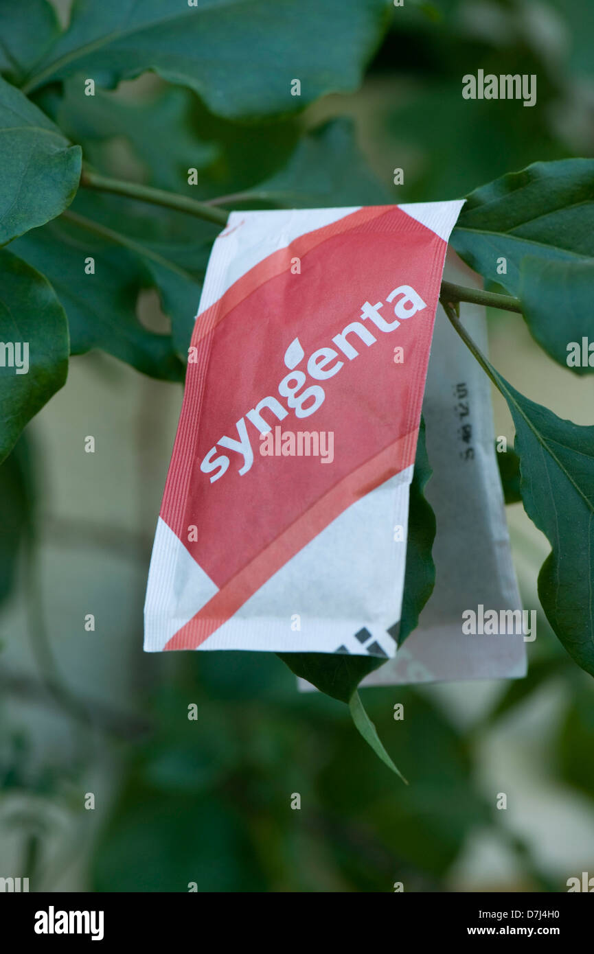 Acaro predatore immagini e fotografie stock ad alta risoluzione - Alamy