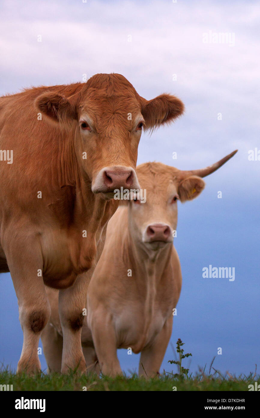 Due mucche da latte immagini e fotografie stock ad alta risoluzione - Alamy