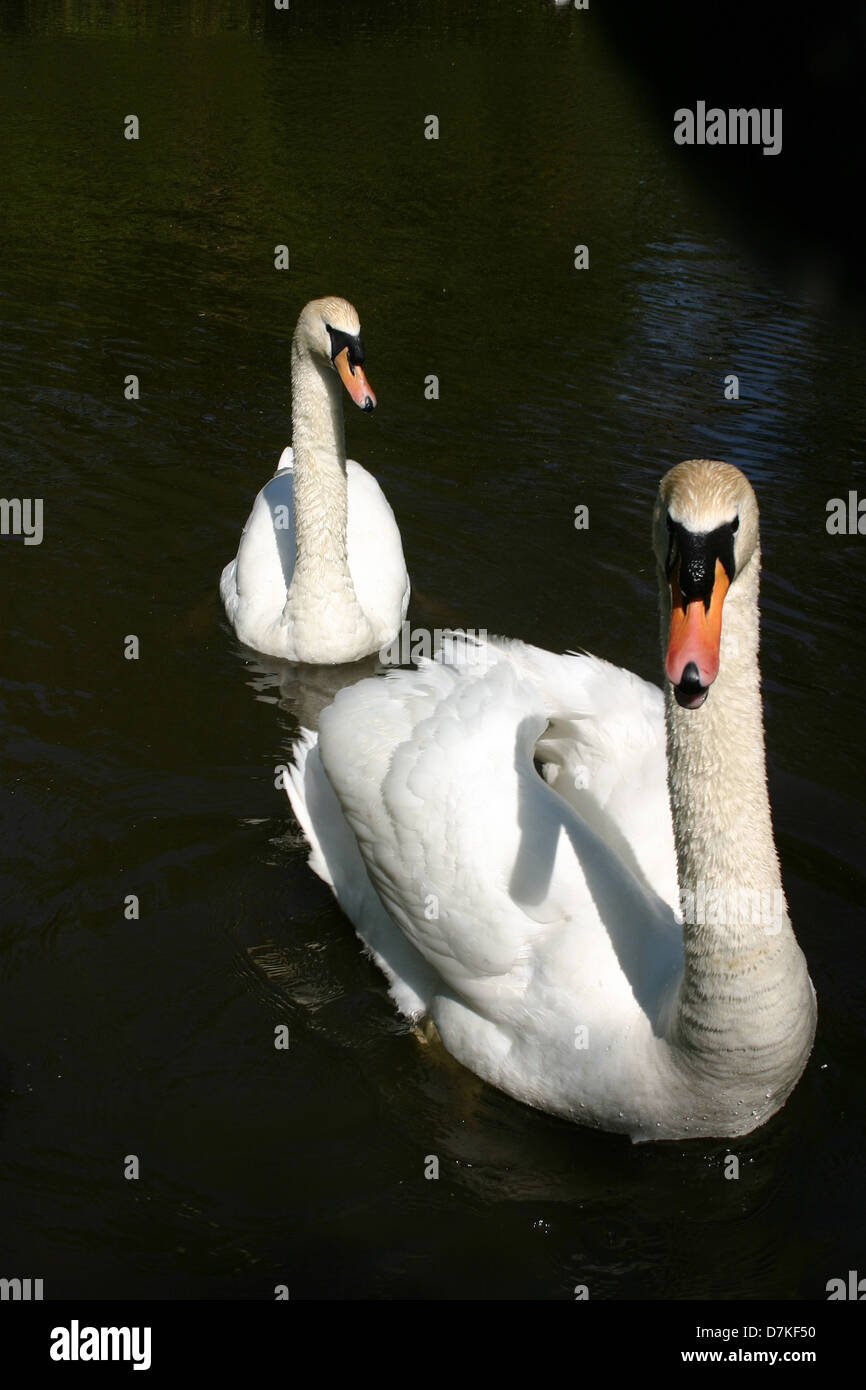 Cigni muti fiume tamigi immagini e fotografie stock ad alta risoluzione ...
