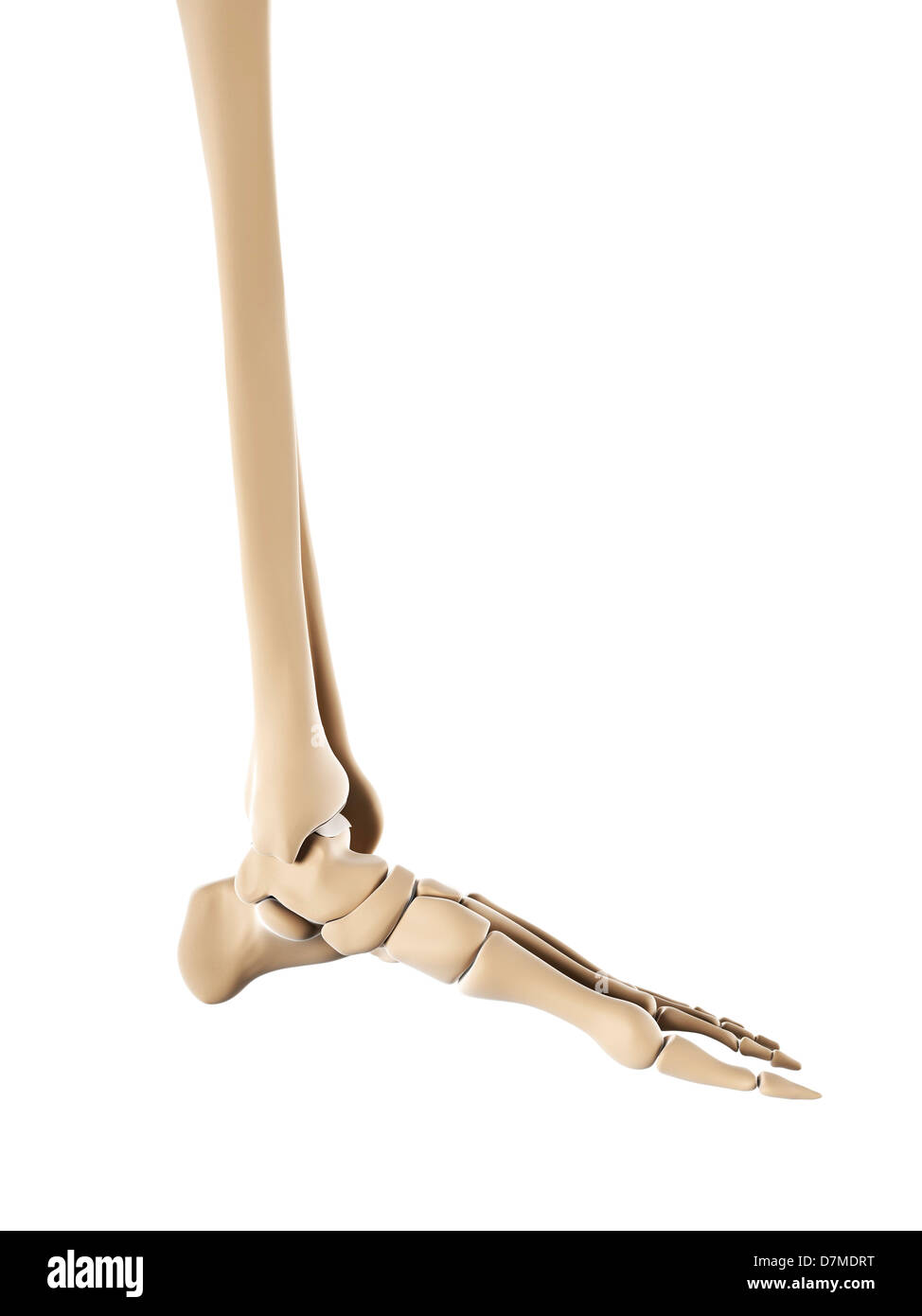Le ossa del piede, artwork Foto stock - Alamy