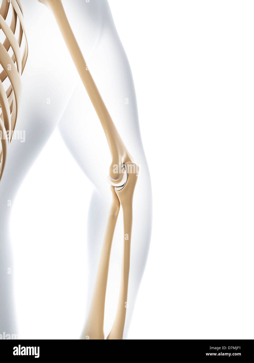 Articolazione Del Gomito Adulto Immagini e Fotos Stock - Alamy