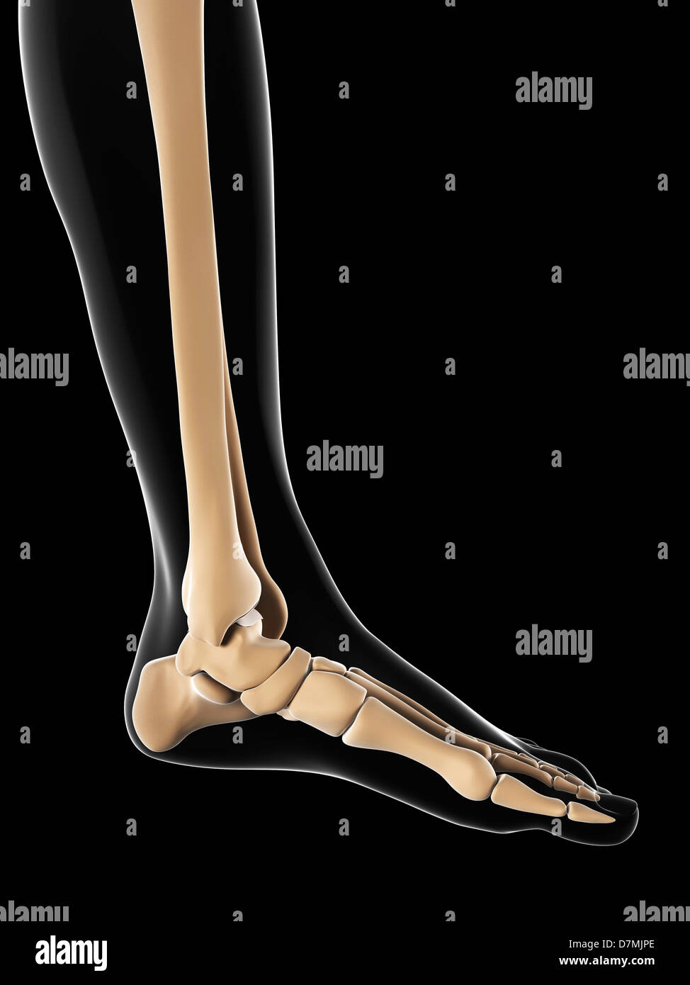 Ossa Del Piede Metatarsali Immagini e Fotos Stock - Alamy