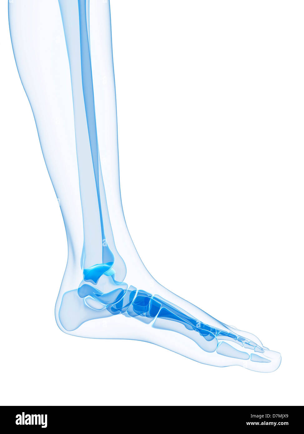 Ossa Del Piede Metatarsali Immagini e Fotos Stock - Alamy