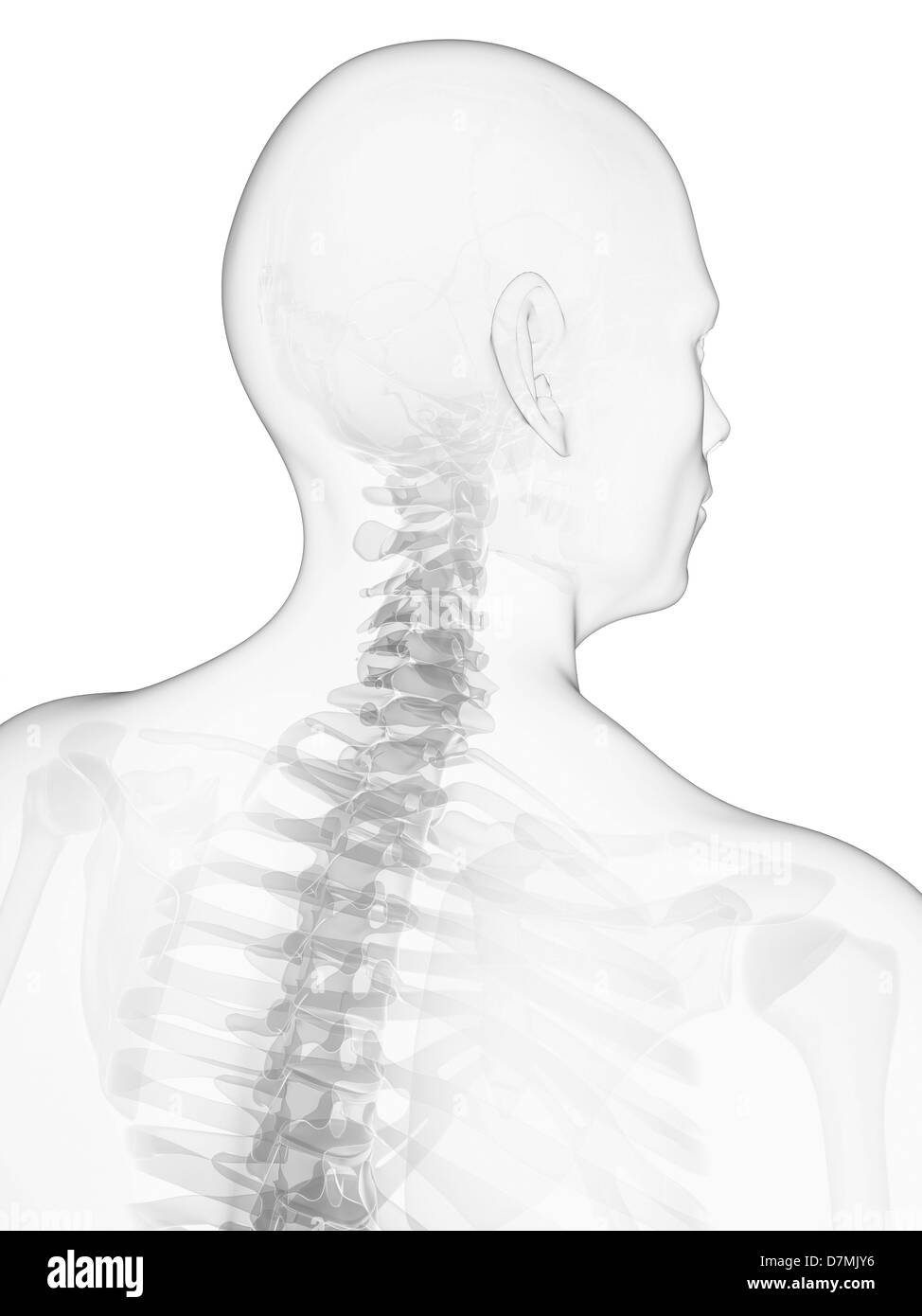 Anatomia del collo Foto e Immagini Stock in Bianco e Nero - Alamy