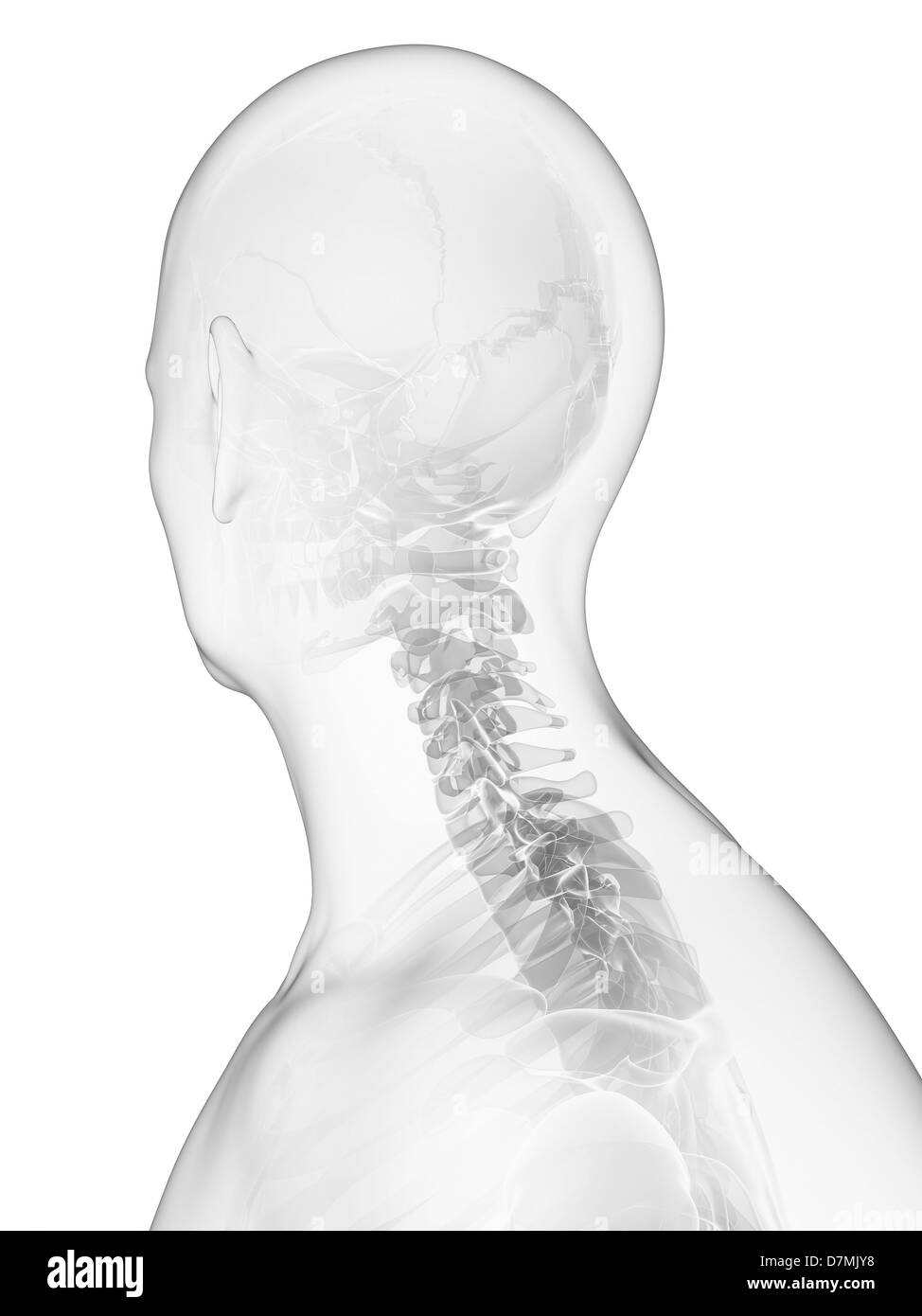 Anatomia Del Collo Foto e Immagini Stock in Bianco e Nero - Alamy