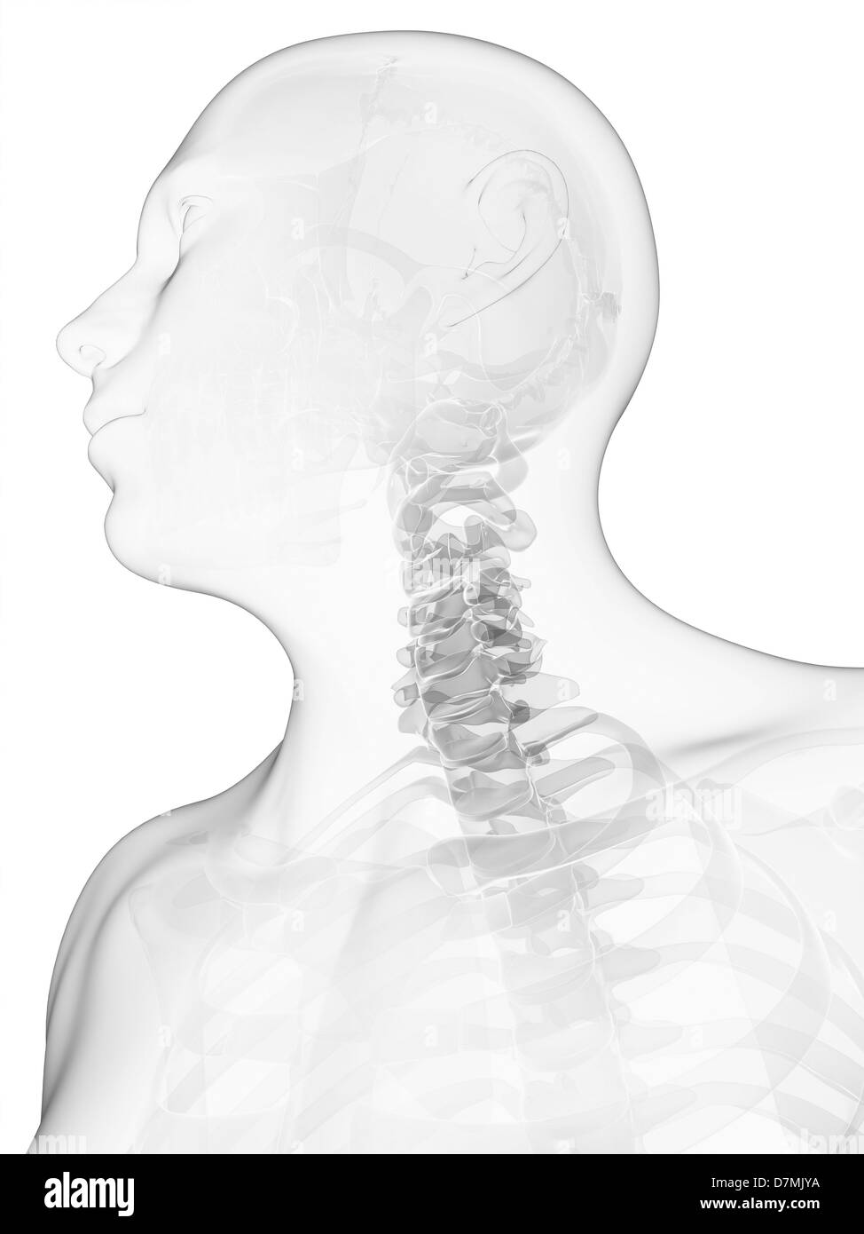 Anatomia Del Collo Foto e Immagini Stock in Bianco e Nero - Alamy