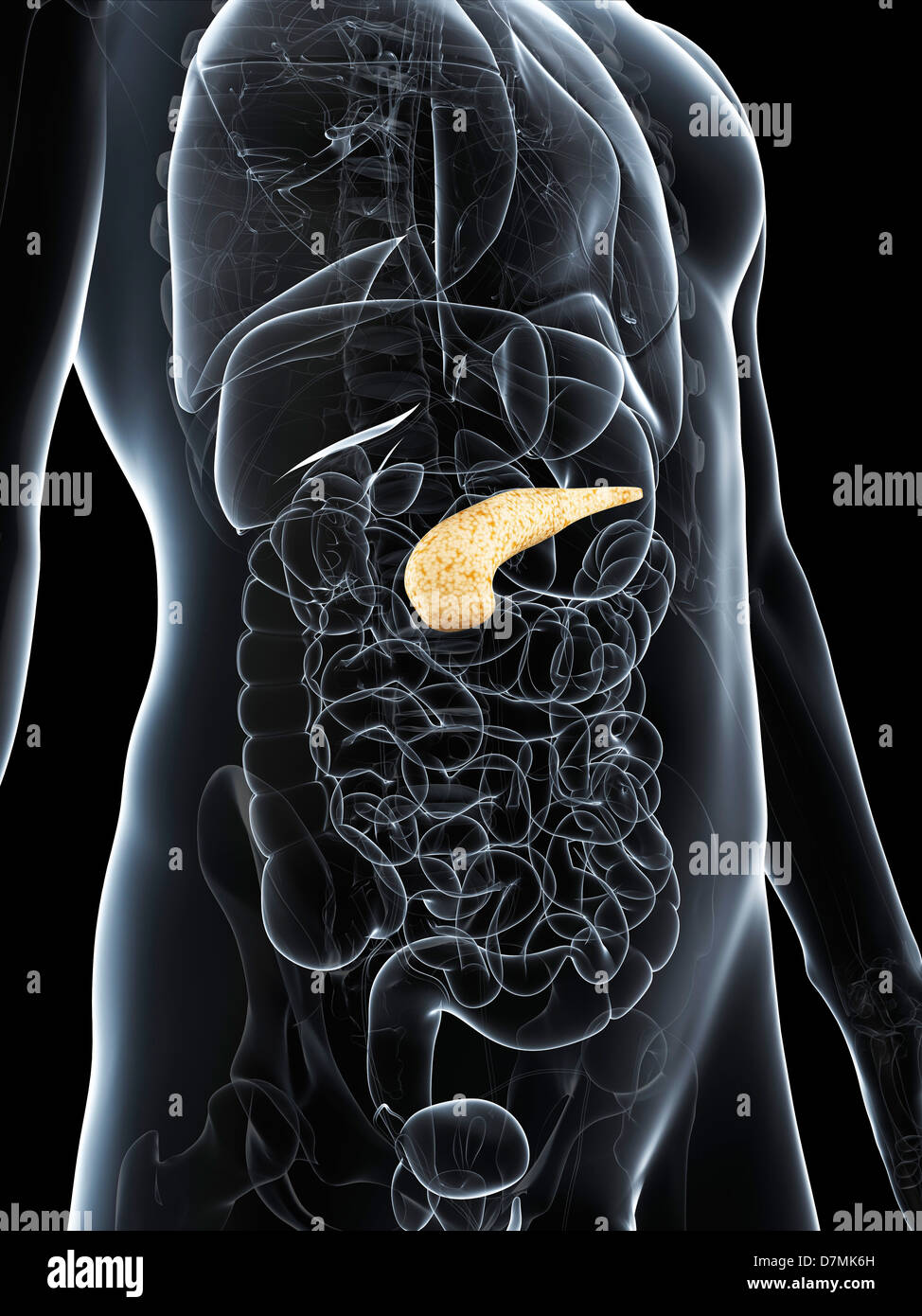 Healthy pancreas immagini e fotografie stock ad alta risoluzione - Alamy