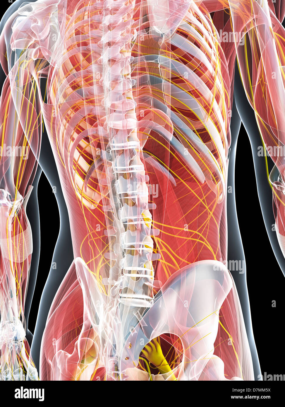 Pelvi maschile anatomia immagini e fotografie stock ad alta risoluzione ...
