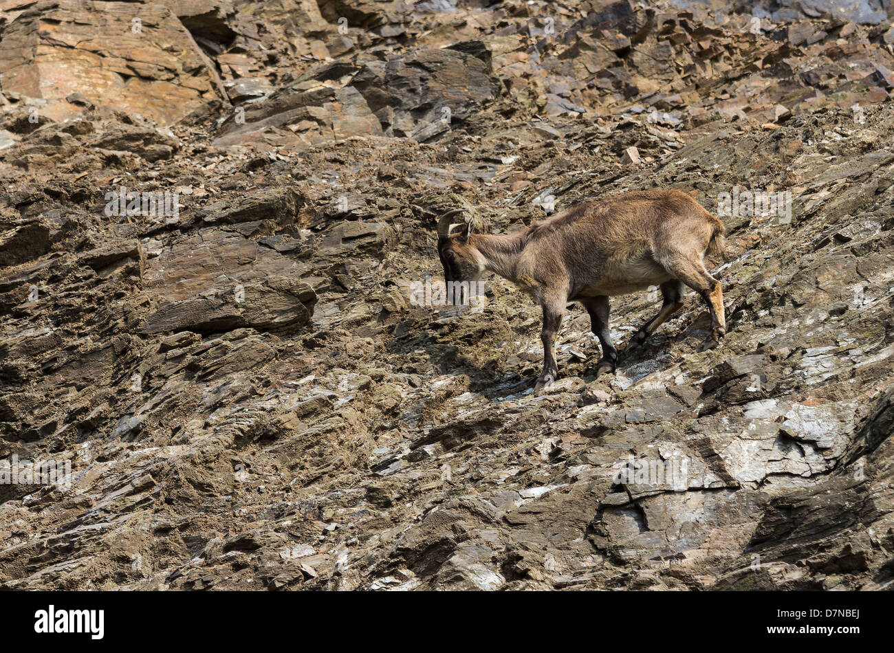 Fauna di montagna immagini e fotografie stock ad alta risoluzione - Alamy