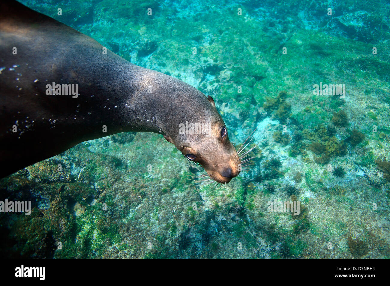 Grazia subacquea immagini e fotografie stock ad alta risoluzione - Alamy