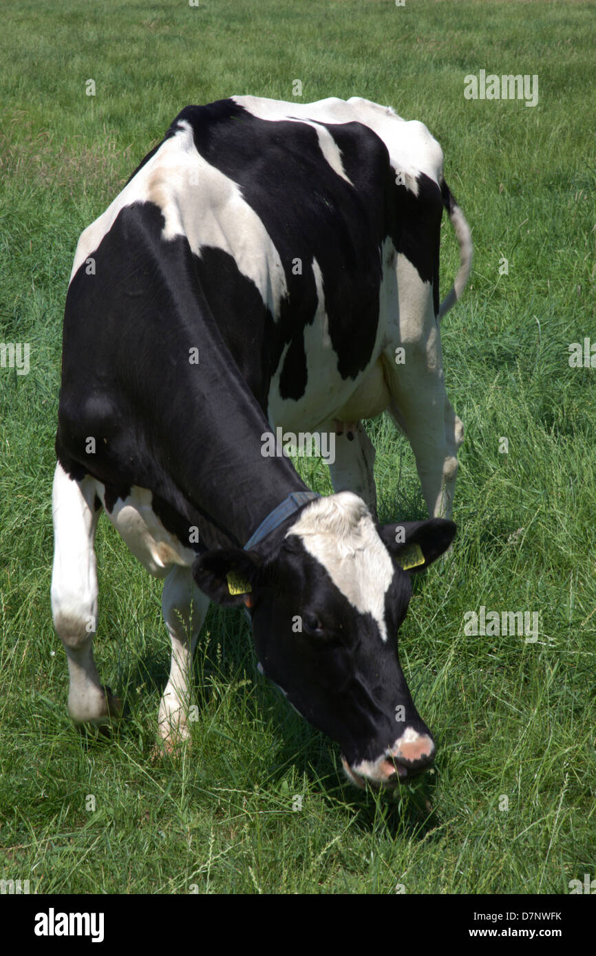 Mucca olandese immagini e fotografie stock ad alta risoluzione - Alamy